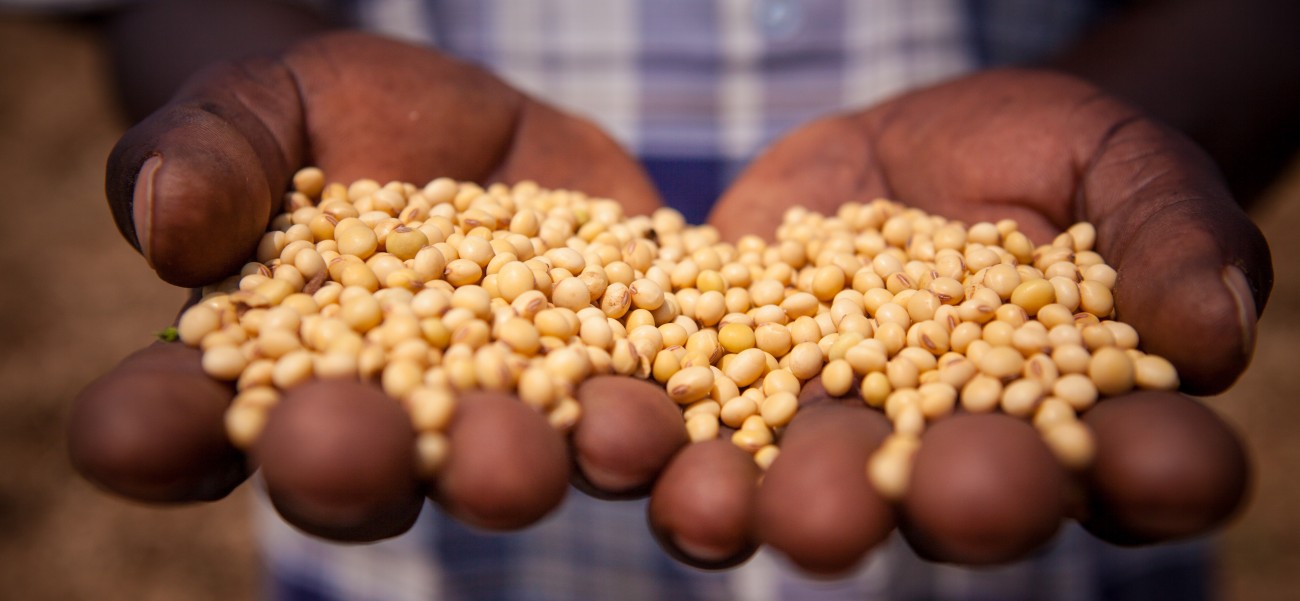 West Africa Seed Alliance | CNFA